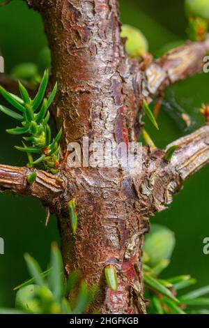 Juniperus communis bark Stock Photo - Alamy