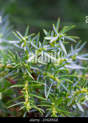 Juniperus communis leaves Stock Photo - Alamy