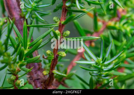 Juniperus communis buds Stock Photo - Alamy
