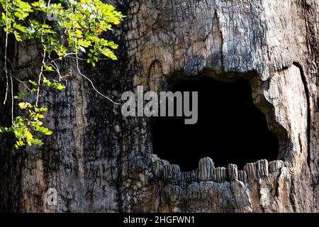 Big hollow tree in zoo Stock Photo - Alamy
