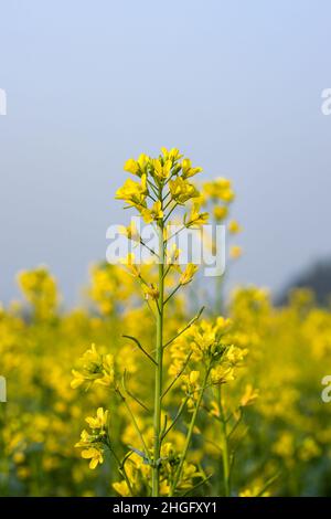 Macro shot of yellow rapeseed flower in the field with water drops on ...