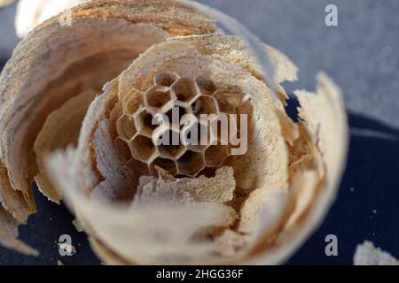 interior of a wasps nest, england, uk Stock Photo - Alamy
