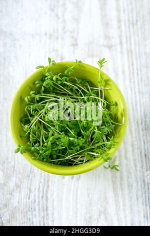 Cress ready to be cut Stock Photo - Alamy