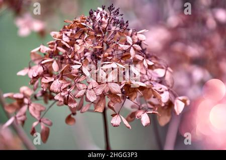 Wilted Lilac (Syringa Stock Photo - Alamy