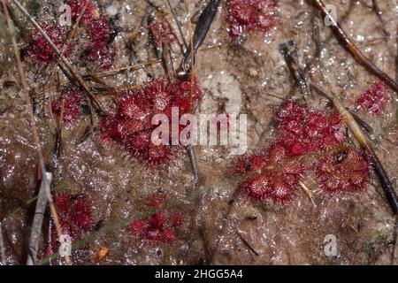 Carnivorous Plants: Drosera admirabilis in natural habitat near Caledon ...