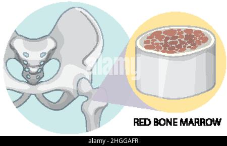 Red bone marrow on white background illustration Stock Vector Image ...