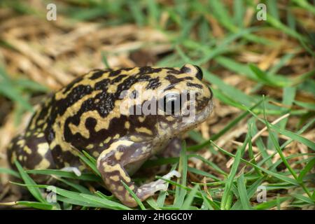 Marbled balloon frog (Uperodon systoma Stock Photo - Alamy