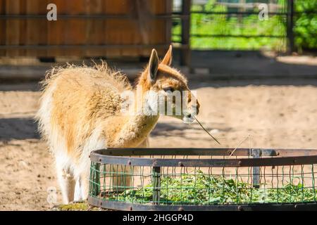 Young lama eating hay in zoological garden Stock Photo - Alamy