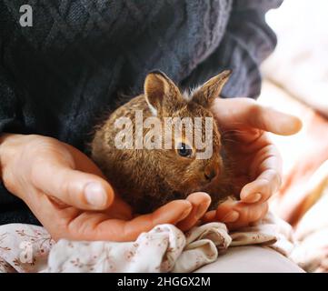 Little bunny in hands Stock Photo - Alamy