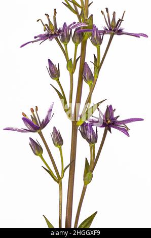 Felwort (Swertia perennis), inflorescence, Germany, Bavaria, Murnauer ...