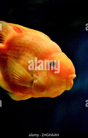 Orange parrot cichlid, dark blue background Stock Photo - Alamy