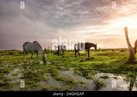 animals and landscapes representative of Colombian flora and fauna ...