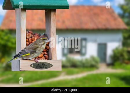 Songbird great tit eating food at a house garden porch fence in the ...