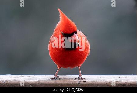 Male Northern Cardinal on the deck Stock Photo - Alamy