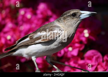 An Australian Butcher Bird Stock Photo - Alamy