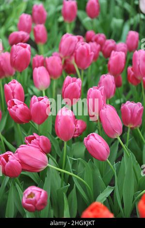 Pink Triumph tulips (Tulipa) Ivanka bloom in a garden in April Stock ...