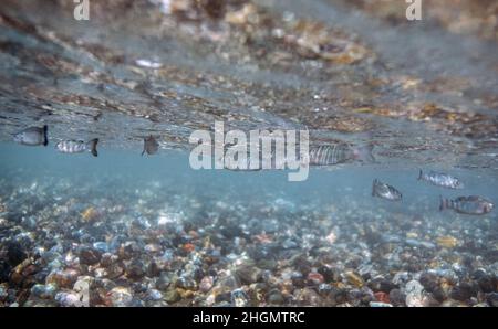 Dicentrarchus punctatus (Spotted seabass Stock Photo - Alamy