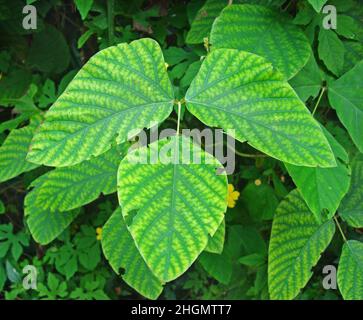 Trilobed leaf on tropical rainforest Stock Photo - Alamy