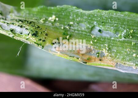 Caterpillar of leek moth or onion leaf miner Acrolepia assectella ...