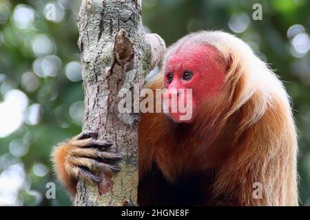 Red Bald-headed Uakari (Cacajao calvus rubicundus) eating, Peru Stock ...