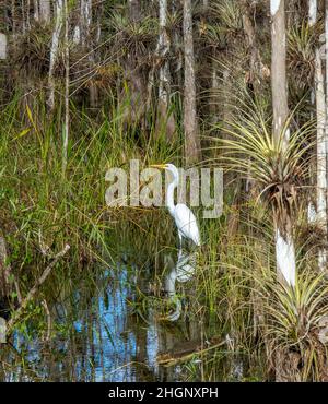 Trees in swamp, Loop Road, Big Cypress National Preserve, Florida, USA ...