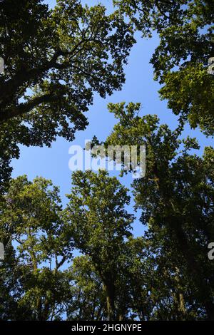 Sal (Shorea robusta) forest. Mangalbari area, Malbazar, Jalpaiguri ...