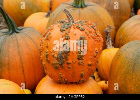 Pumpkin 'Goosebumps' displaying characteristic warty skin. UK Stock ...