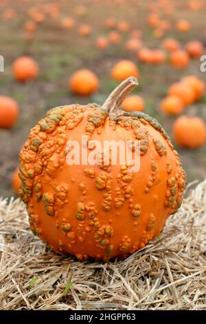 Pumpkin 'Goosebumps' displaying characteristic warty skin. UK Stock ...