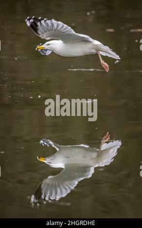 Seagull flying over icy water Stock Photo - Alamy
