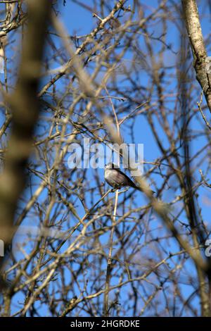 hidden sparrow in tree branches focus bokeh summer spring bird flying ...