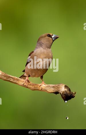 The hawfinch is a bird in the finch family Stock Photo - Alamy