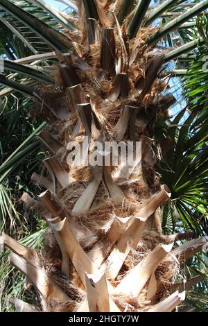 Cabbage Palm (Sabal palmetto) trunk with boot jacks : (pix SShukla ...