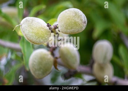 The almond is a species of tree native to Iran and surrounding ...