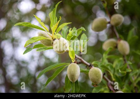 The almond is a species of tree native to Iran and surrounding ...