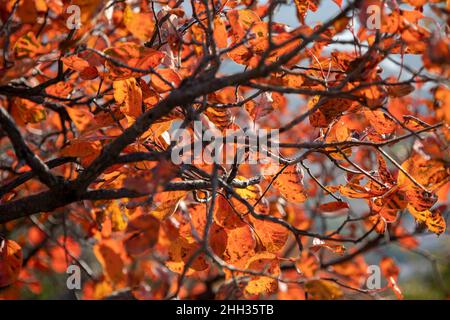 Beijing Ming Tombs National Forest Park is one of the best places to ...
