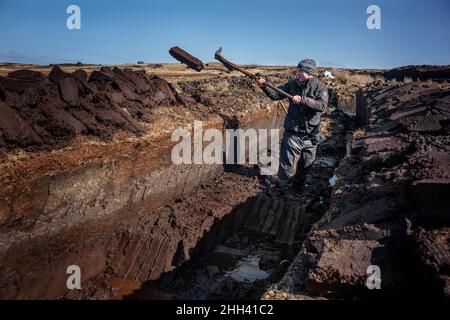 An Irish turf cutter, cutting sods of turf with a sleán, the ...
