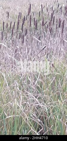 bull rushes on the pond Stock Photo - Alamy