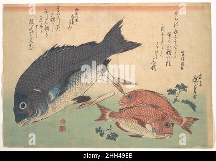 Kurodai and Kodai Fish Stock Photo - Alamy