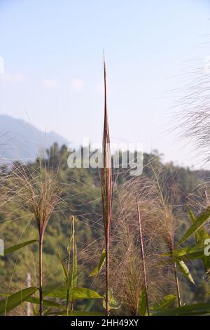 Thysanolaena latifolia or Asian Broom Grass clumps at Bindu road in ...