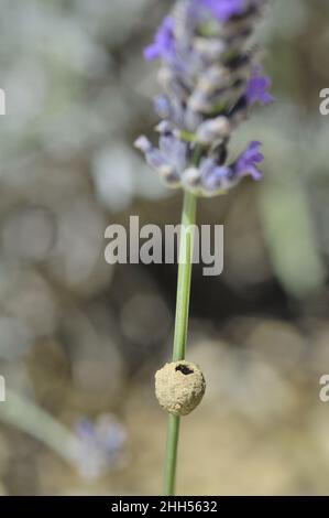 Potter wasp nest made of mud attached to a wall exterior. Also called ...