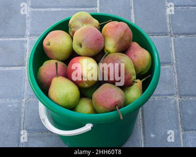 organic pears in a bucket freshly harvested from the orchard, high ...