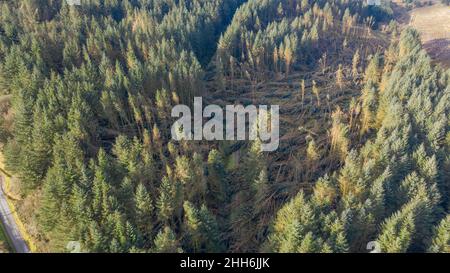 Aerial view of windblown conifer trees in the Brechfa Forest. Destroyed ...