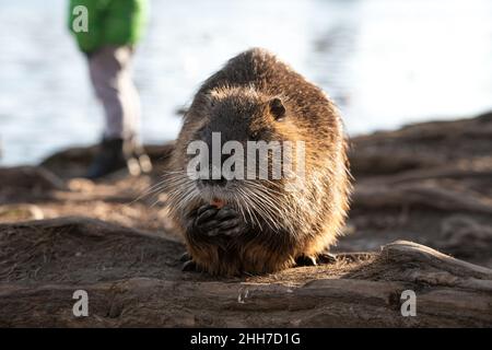 Nutria, with river city habitat near Charles bridge, Vltava, Prague ...