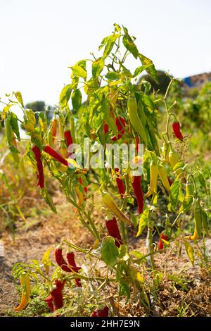 Chilli bird's eye plant during sunny day Stock Photo - Alamy