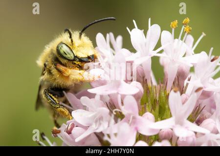 Western Leafcutter Bee (Megachile perihirta Stock Photo - Alamy