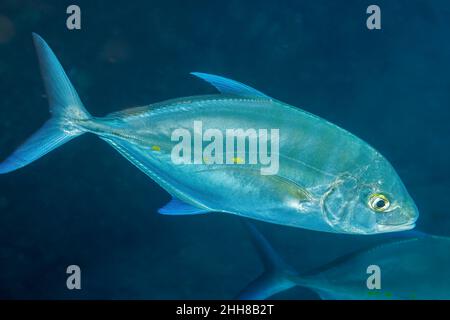 The yellowspot trevally or Island trevally ( jack ), Carangoides ...