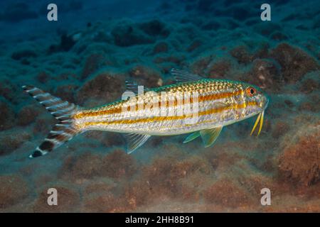 The bandtail goatfish, Upeneus taeniopterus, was formerly identified as ...