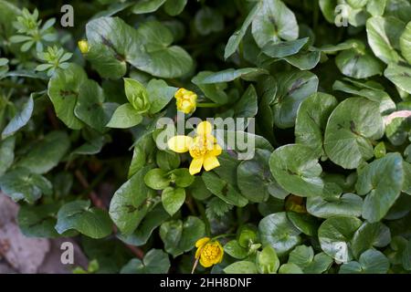 Ficaria verna variegated leaves and yellow flowers Stock Photo - Alamy