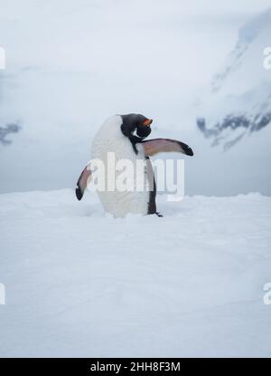 Gentoo penguin stretching in Antarctica Stock Photo - Alamy