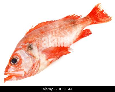 Whole raw fresh red perch or seabass.Raw fish seabass on wooden ...